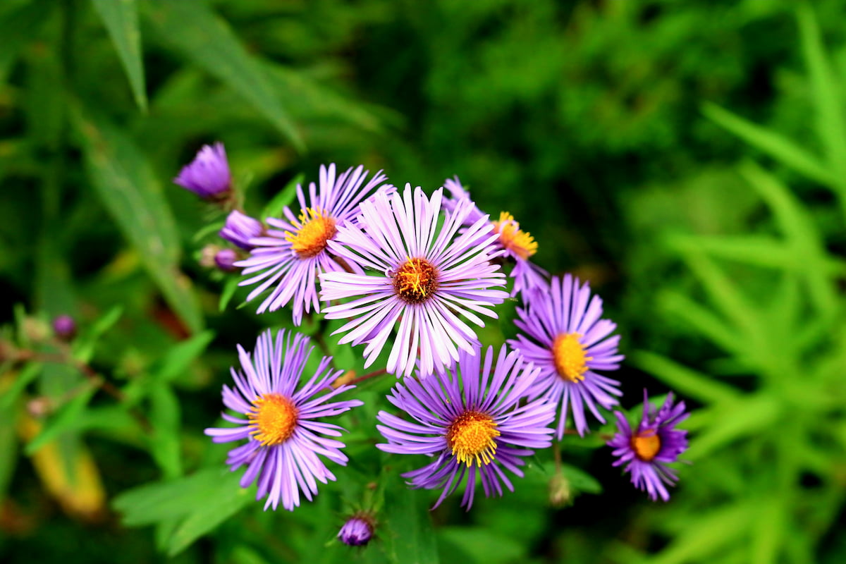 Unveiling the Beauty of Aster: A Gardener's Guide to Growing Colorful ...